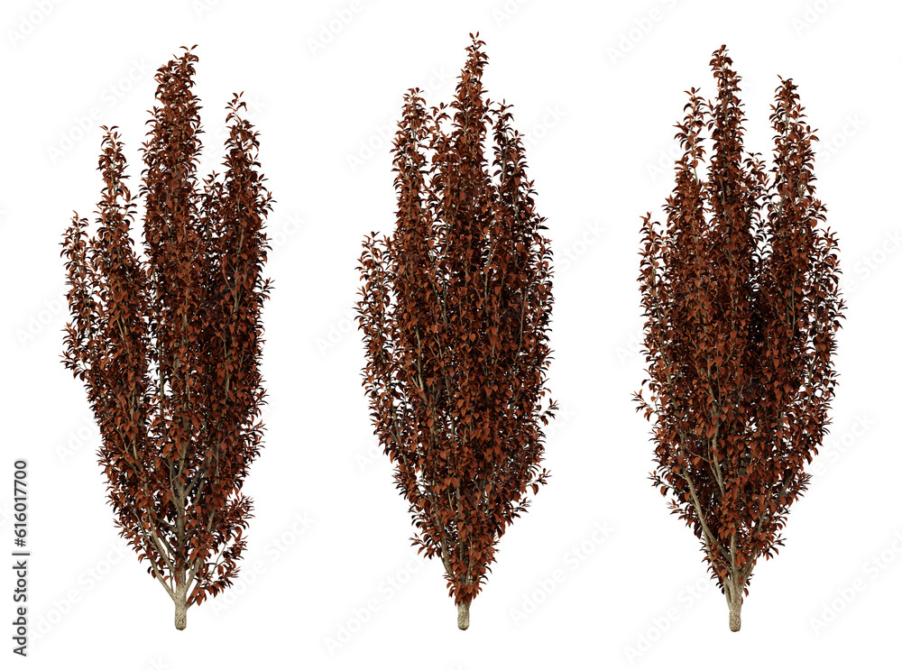 Prunus cerasifera tree on transparent background, png plant, 3d render ...