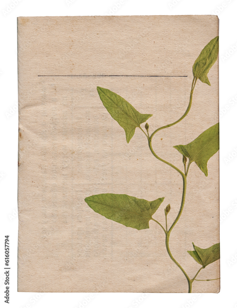 Vintage background of old paper texture with dry plant Stock Photo ...