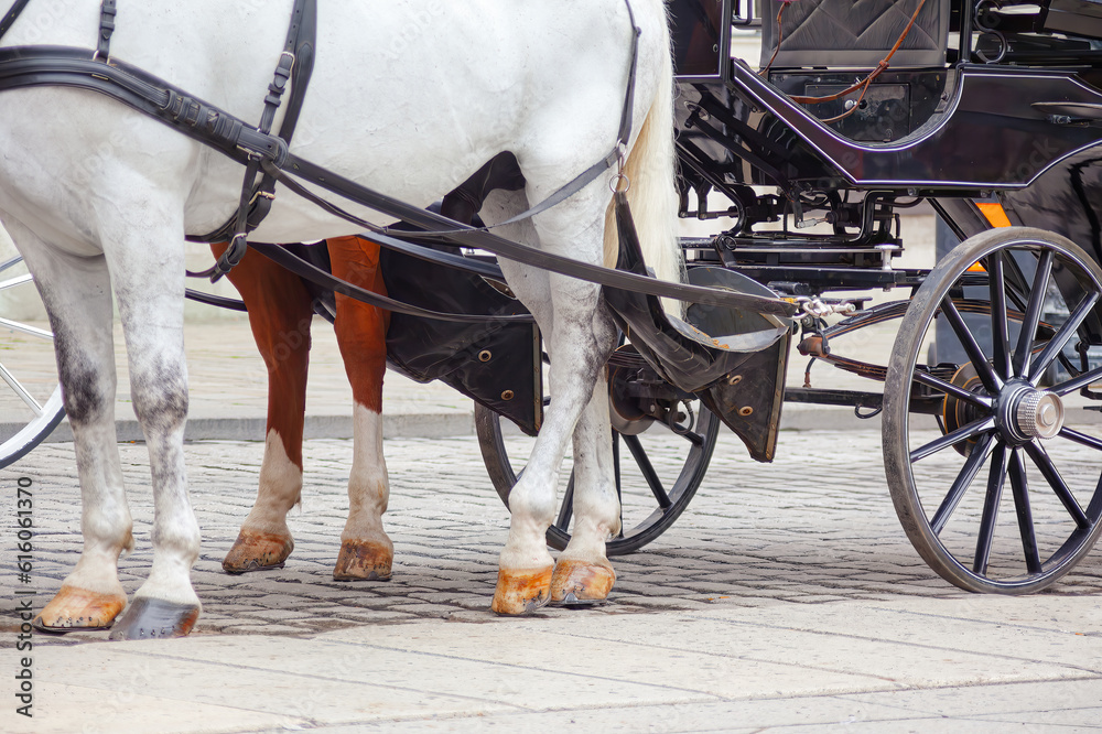 Horse-drawn carriages in the city of Vienna, Austria . Horses pulling a ...