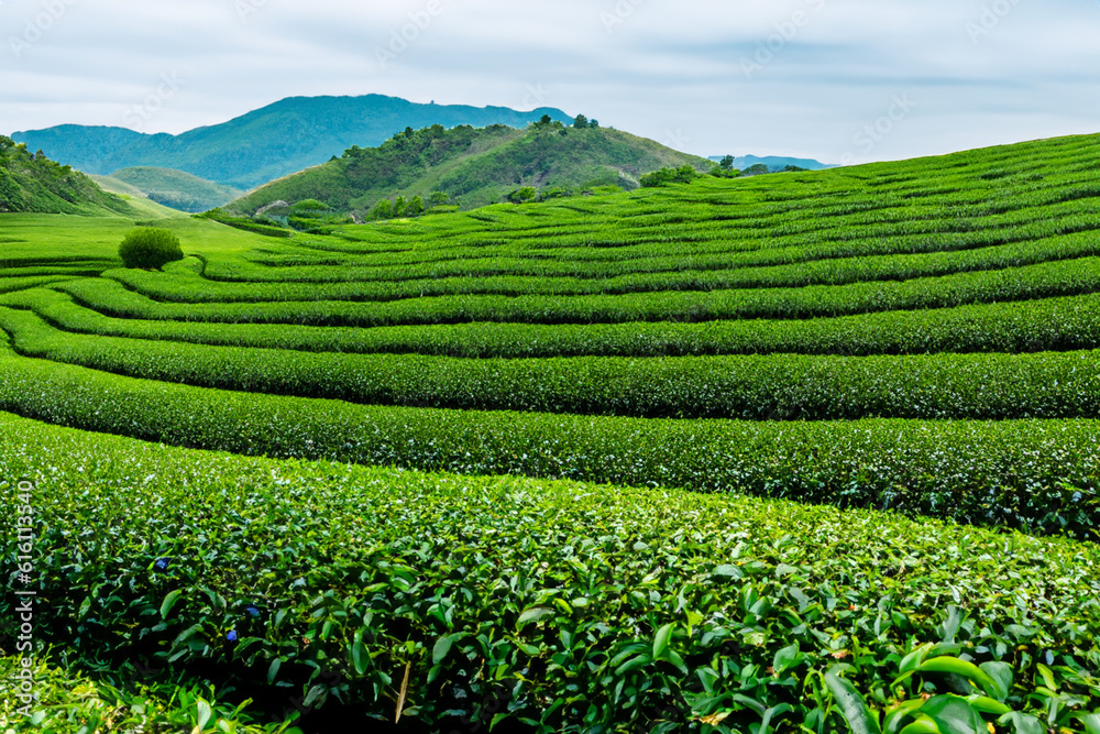 Tea plantations- Visit lush green tea plantations, where neatly aligned ...
