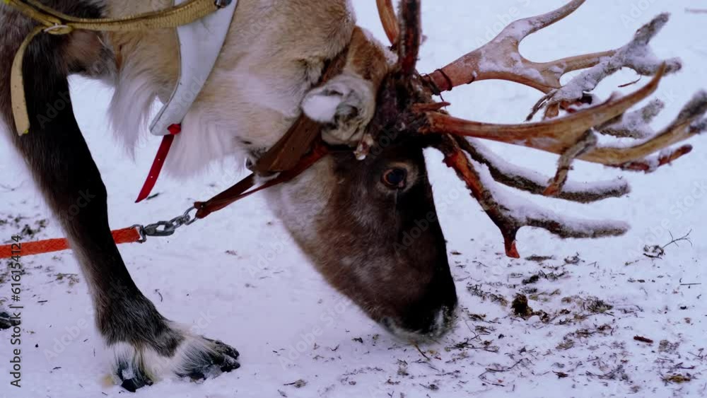 horned reindeer eat moss reindeer moss at deer farm on winter day ...