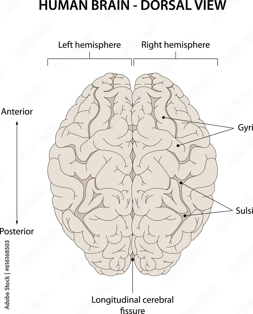 Human brain. Dorsal view. Stock Illustration | Adobe Stock