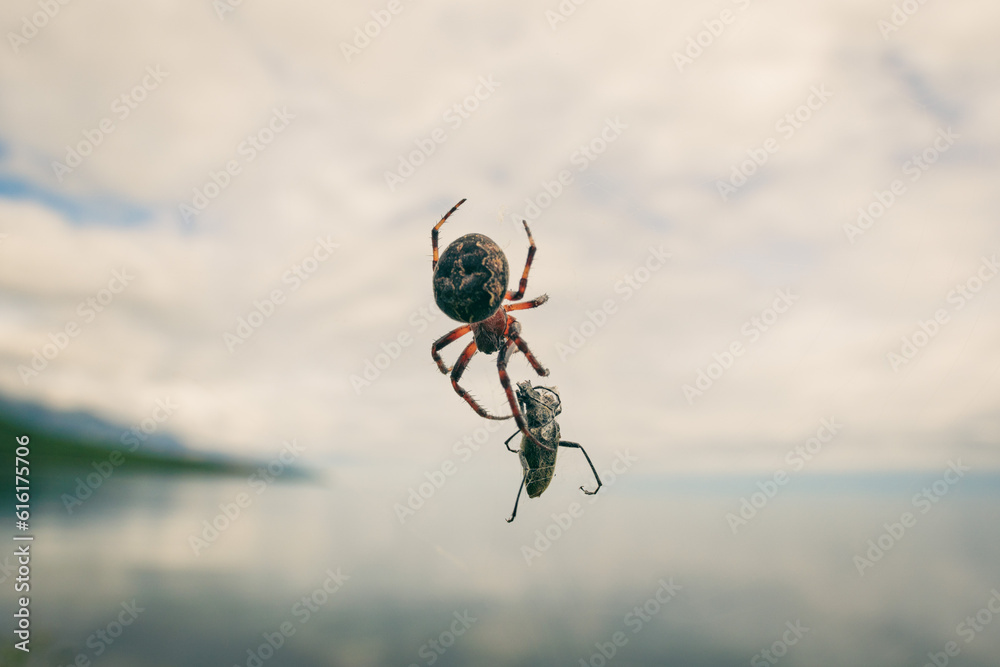 Wide angle close-up of Araneus diadematus (European garden spider ...