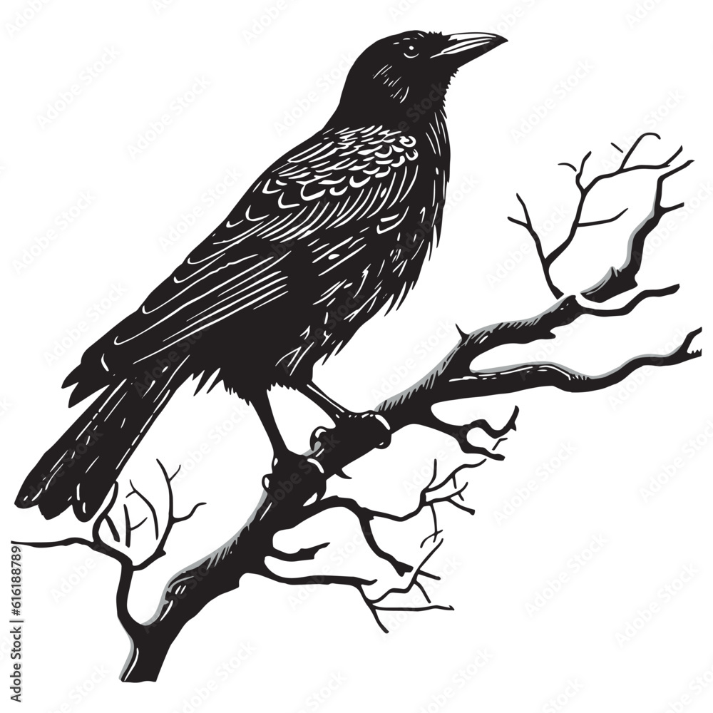 Raven Tekening Drawlloween Raven Day 18🎃 Wanted To Get In On A