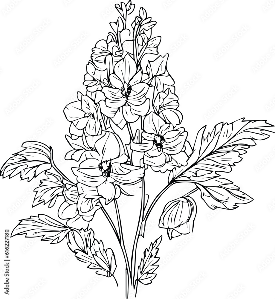 Delphinium flower vector, scientific larkspur botanical illustration ...