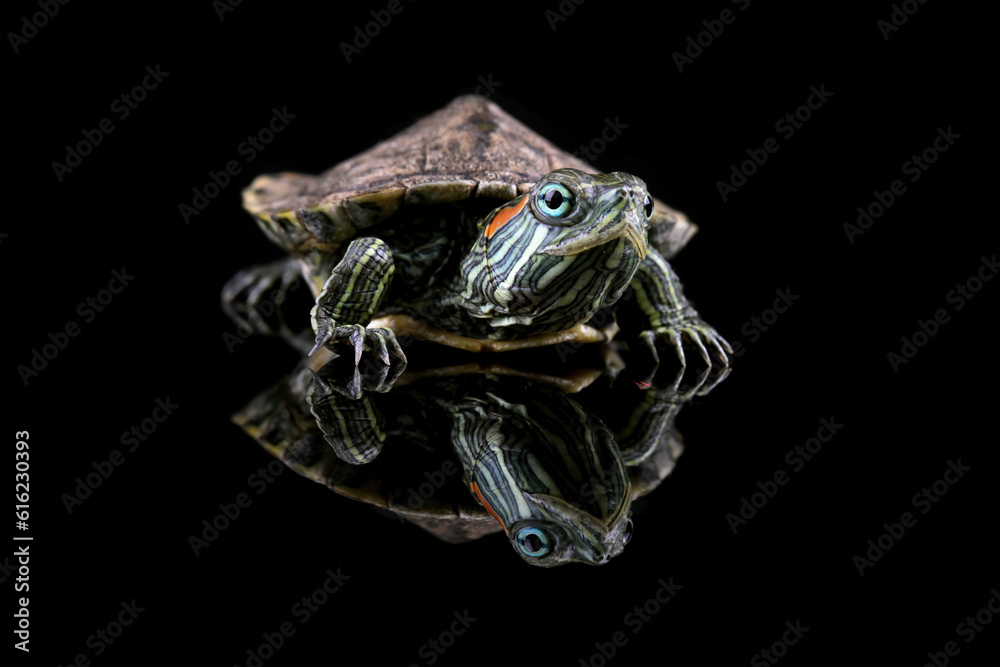 Red ear turtle isolated on black, Brazilian turtle, Trachemys scripta ...