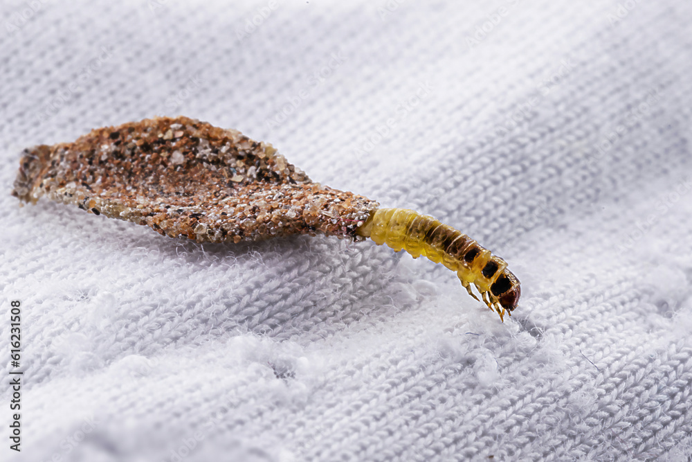 Wall moth larvae, or clothing moths, feed on fur, wool, dead skin ...