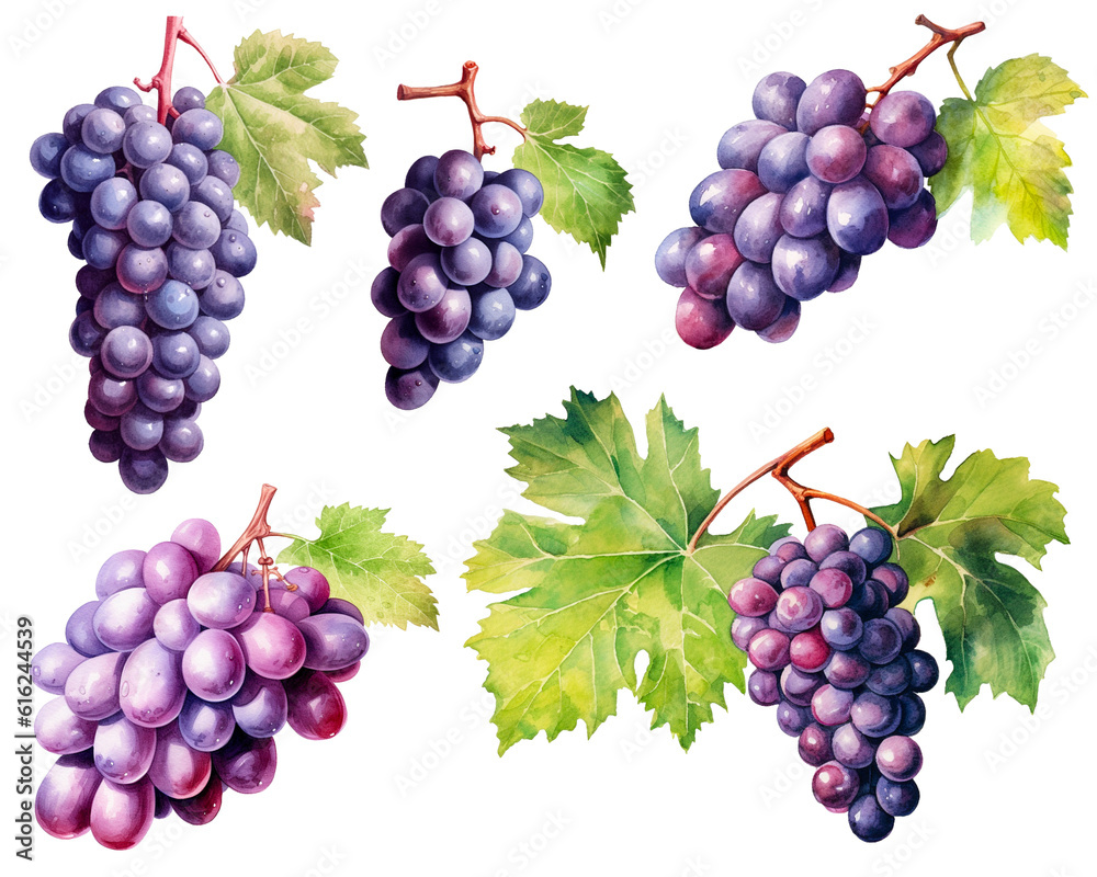 Set of red grapes watercolor isolated on white background. PNG ...