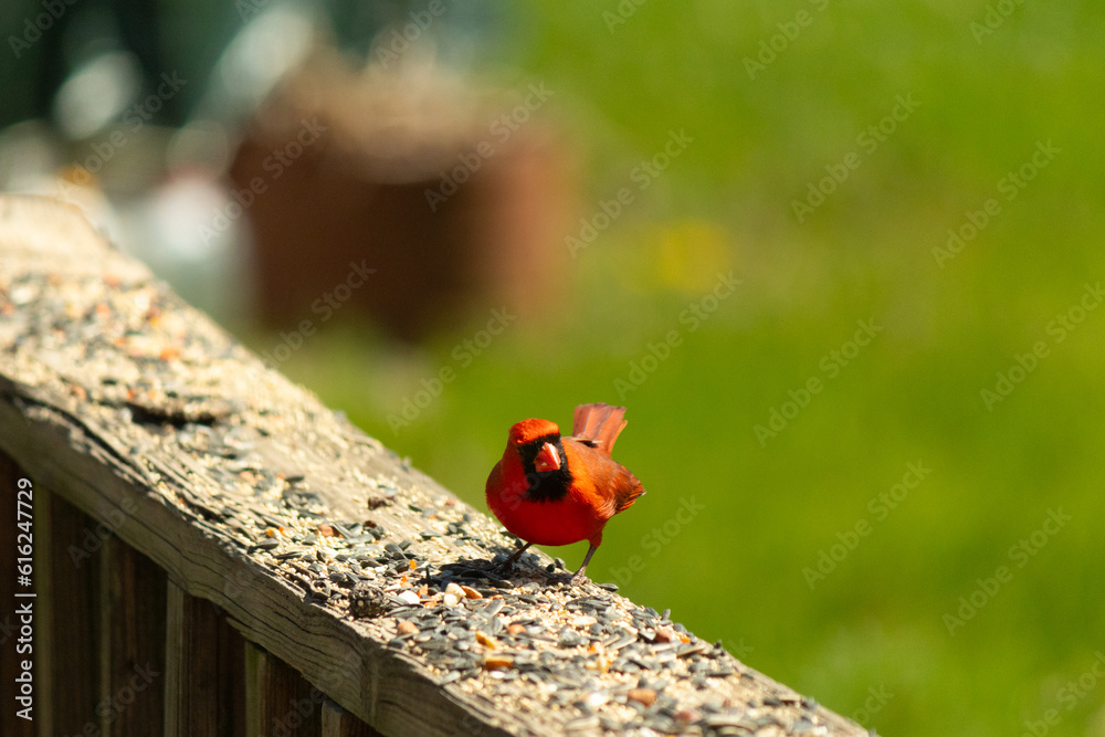 This pretty red cardinal came out to the railing of the deck to get ...