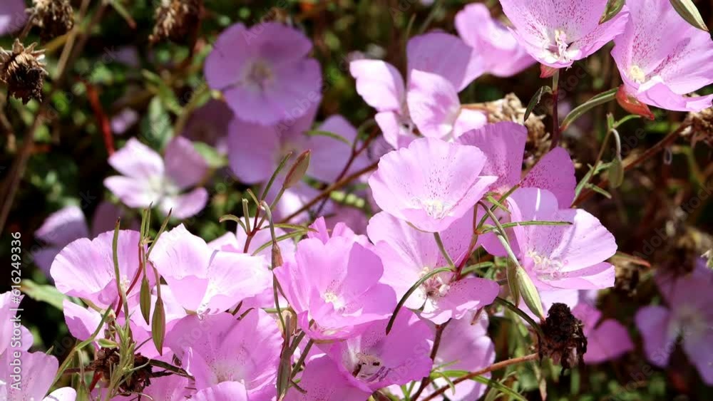 Pink flowering axillary indeterminate raceme inflorescences of Clarkia ...