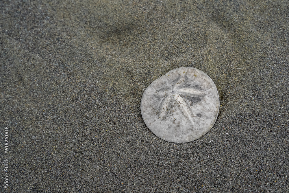 Full sand dollar laying on a beach along the Oregon Coast. Stock Photo ...