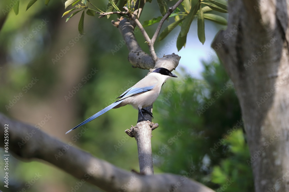 Azure-winged Magpie (Cyanopica cyanus) in Japan Stock Photo | Adobe Stock