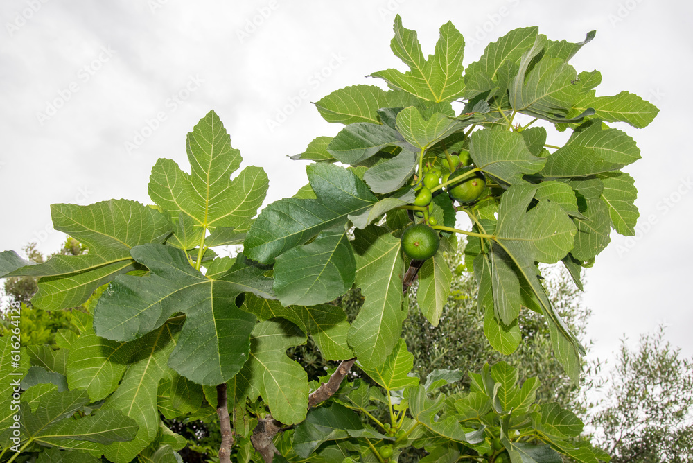 Albero di fico (Ficus carica) Stock Photo | Adobe Stock