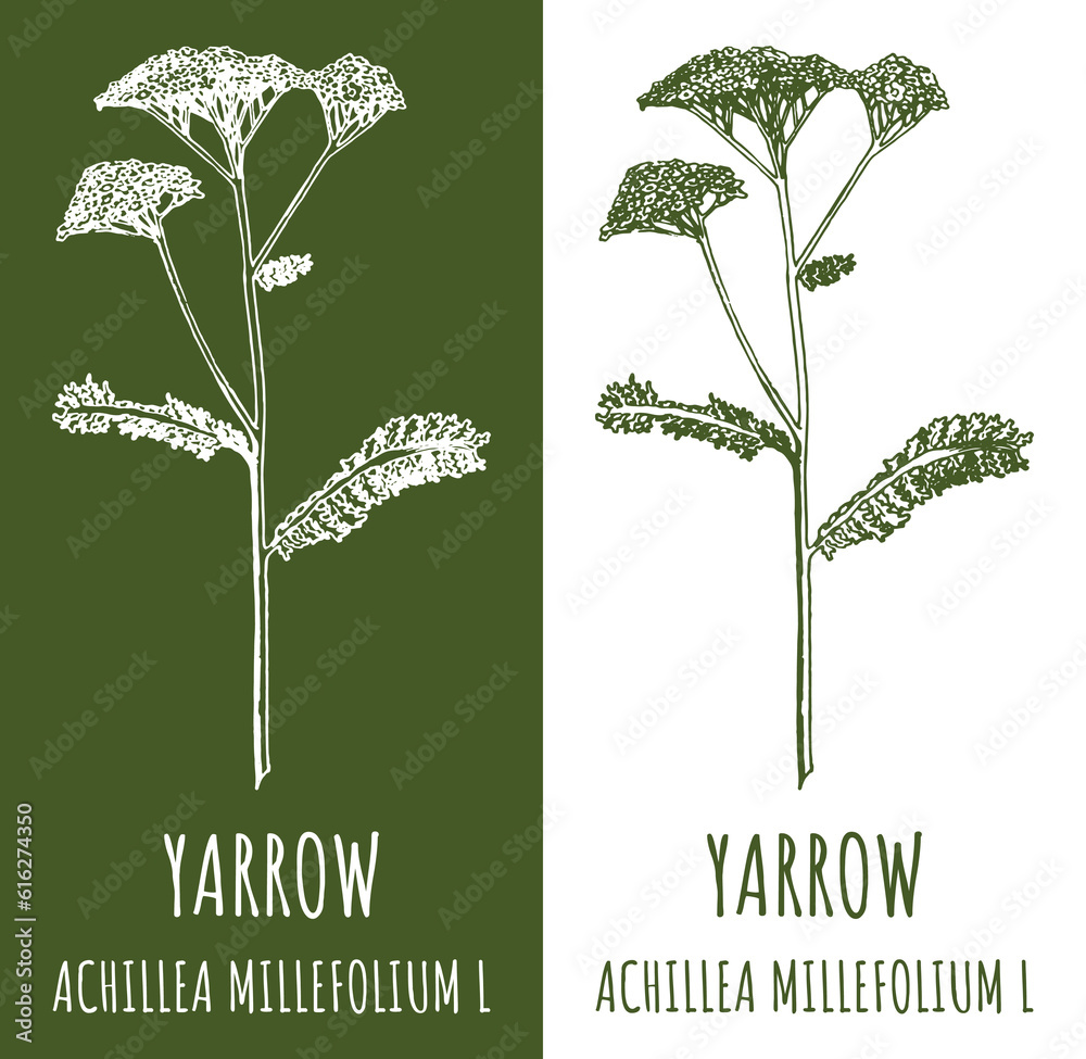 Drawings COMMON YARROW. Hand drawn illustration. Latin name ACHILLEA ...