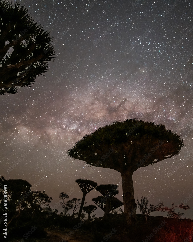 Milky way and night sky over Dragonblood trees in Firmhin Forest on ...