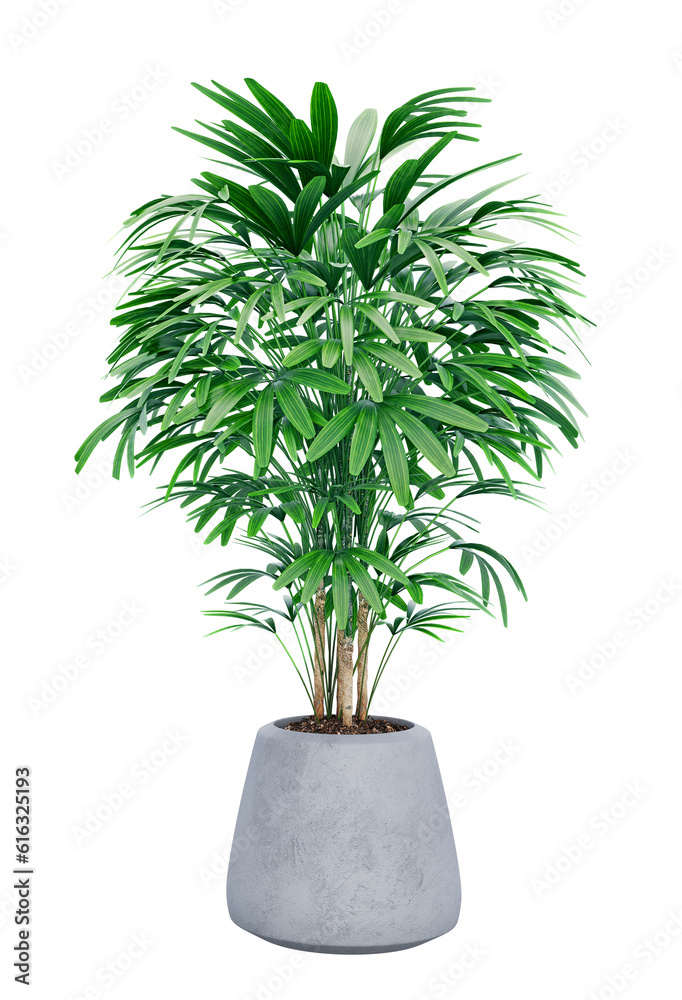 Palm trees houseplant. Broadleaf lady palm or palm Raphis. Png ...