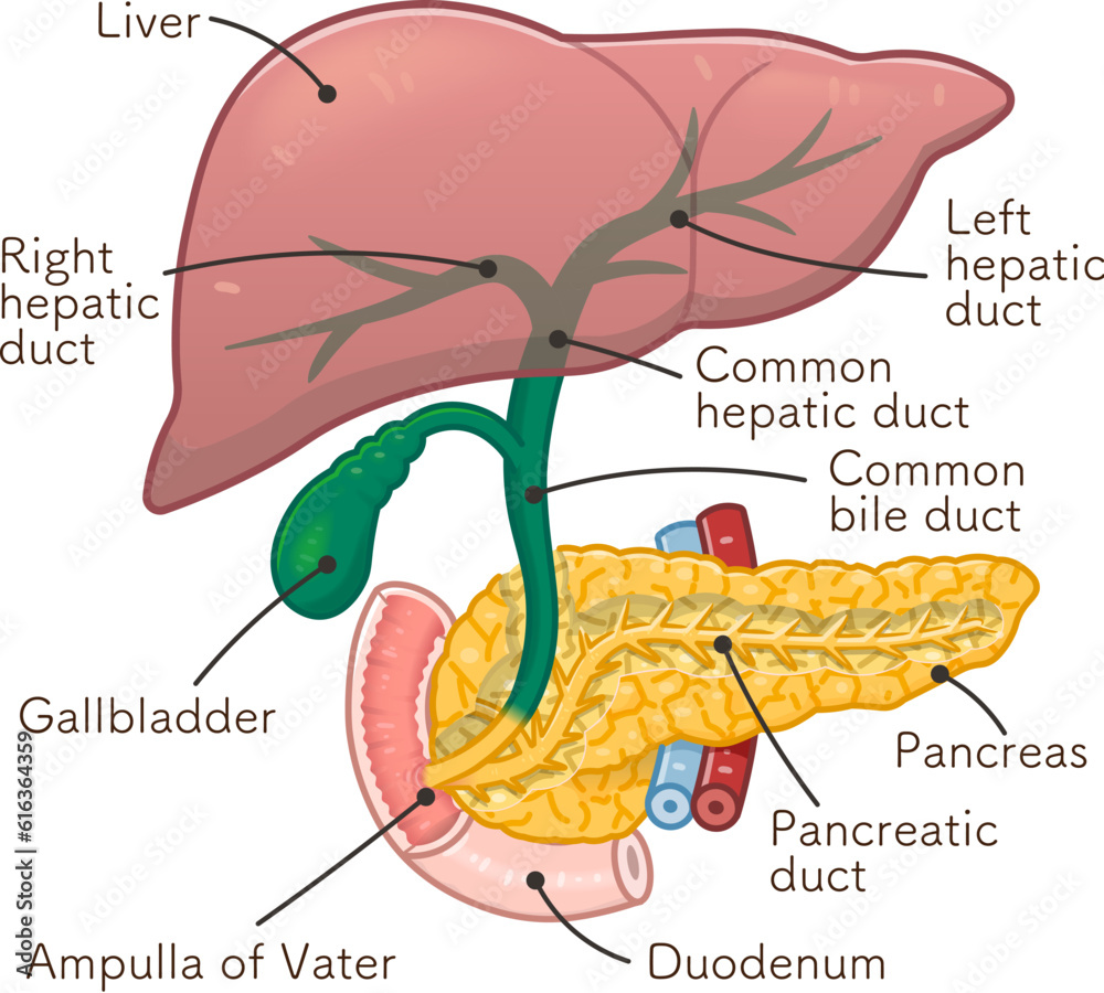 liver,gallbladder,pancreas,illustration Stock Vector | Adobe Stock