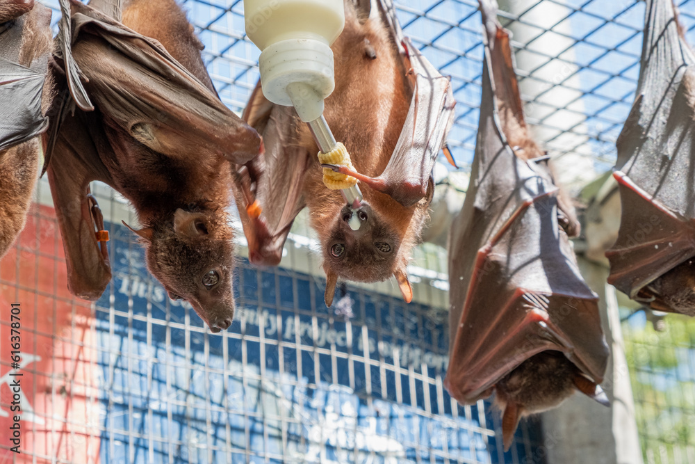Cute furry flying foxes, bats are feeding milk from a bottle, hanging ...