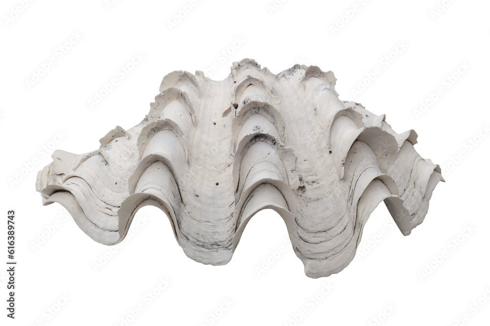 Scaly giant clam shell or Tridacna squamosa isolated on white ...
