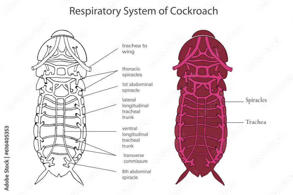 Vetor de The respiratory system of a cockroach consists of tiny tubes ...