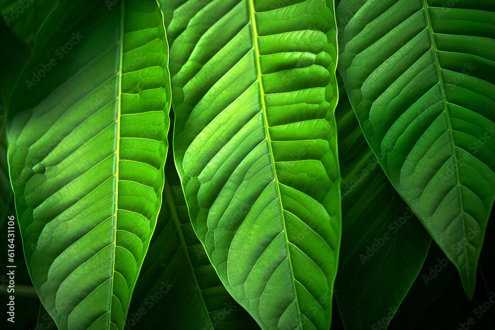 Macro photo of tropical green leaves. Plant leaf structure. Tropical ...
