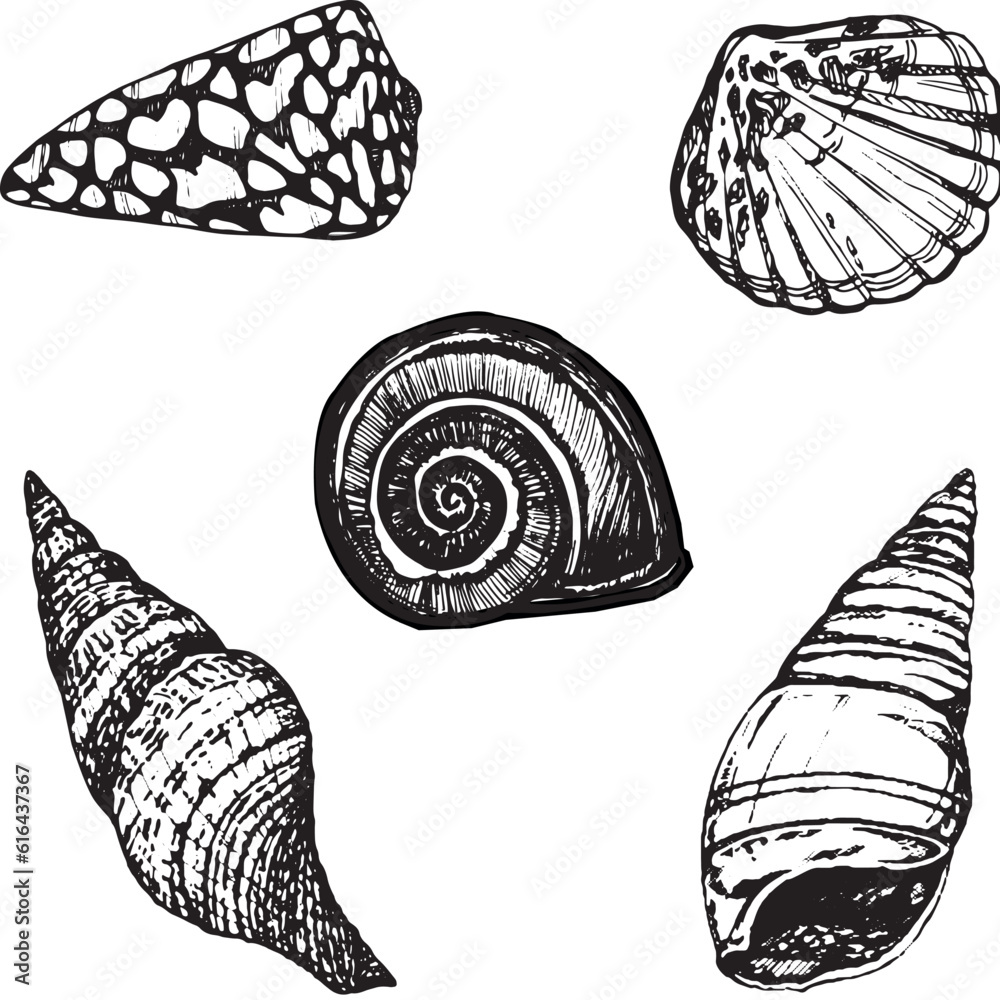 Nautical set of sea shells. Black and white hand-drawn graphics ...