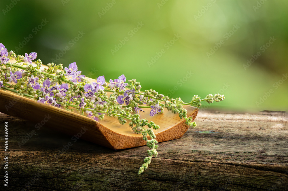 Five leaved chaste tree or Vitex negundo branch flowers on nature ...