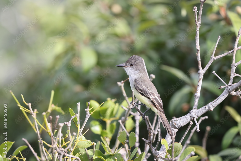 Sad Flycatcher (Myiarchus barbirostris), Jamaican endemic species, in ...