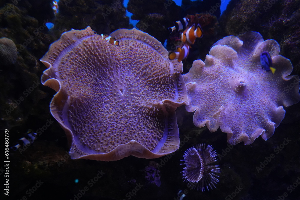 The Umbrella Leather Coral, scientifically known as Sarcophyton spp ...