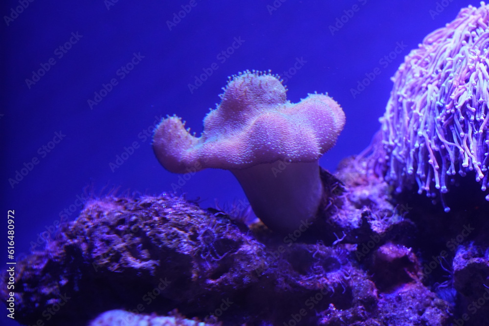 The Umbrella Leather Coral, scientifically known as Sarcophyton spp ...