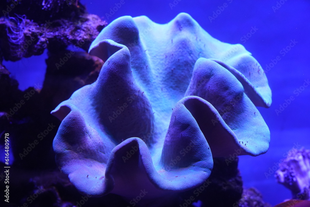 The Toadstool Coral, also known as Sarcophyton spp., is a type of soft ...