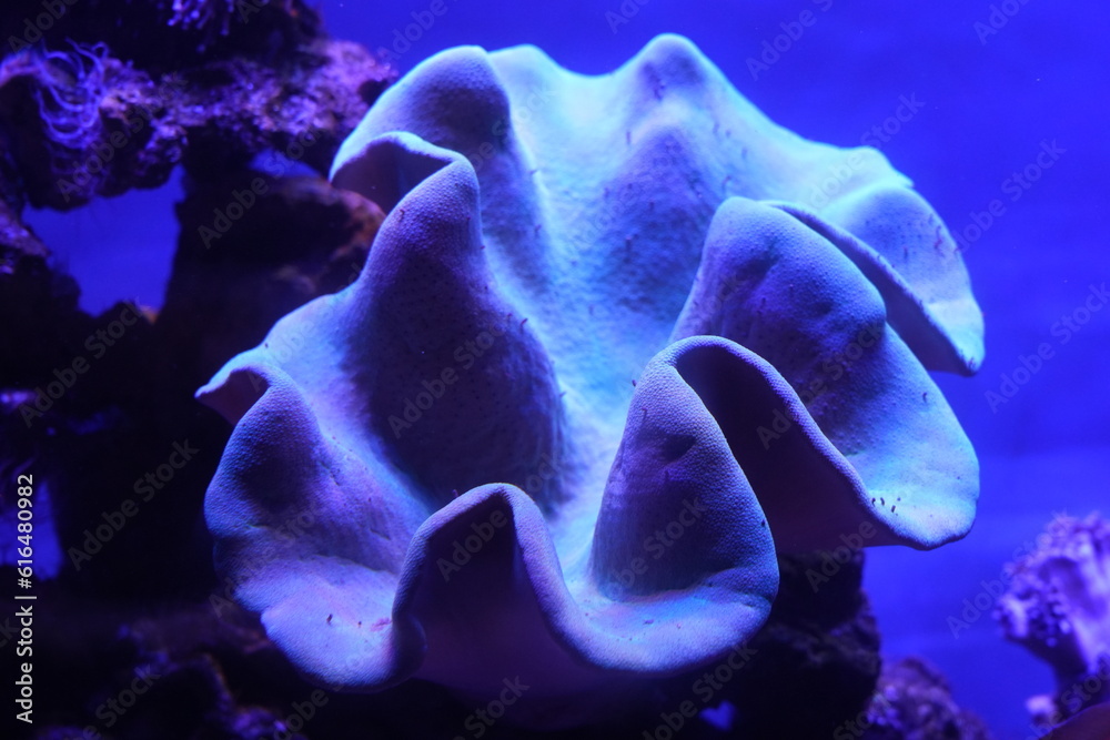 The Toadstool Coral, also known as Sarcophyton spp., is a type of soft ...