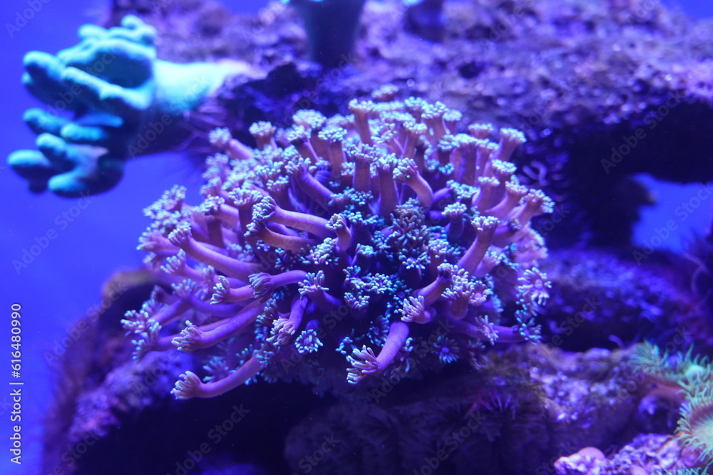Alveopora is a genus of stony corals belonging to the family ...