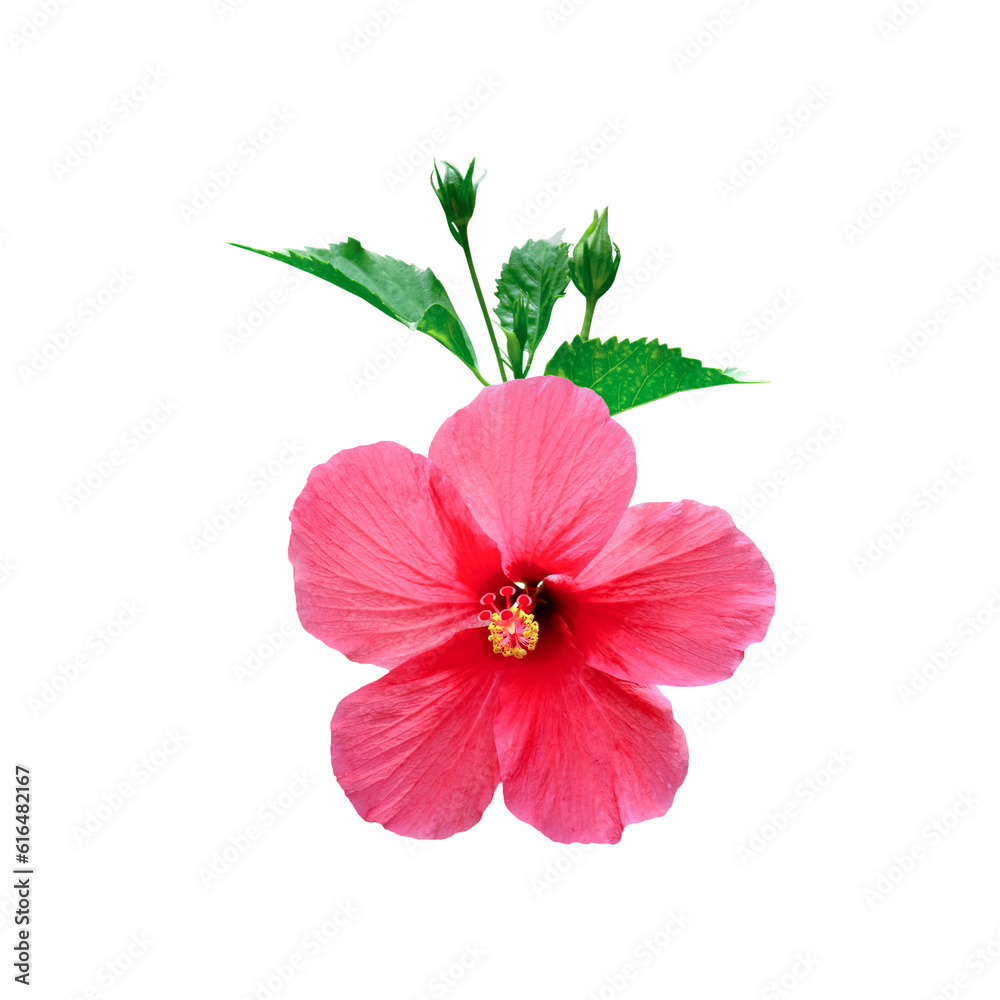Hibiscus flower isolated on transparent background Stock Illustration ...