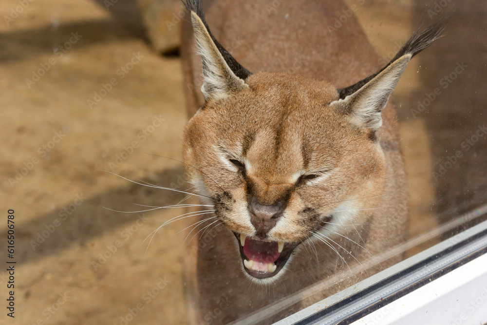 Steppe lynx, caracal in the zoo. Muzzle of a hissing and growling ...
