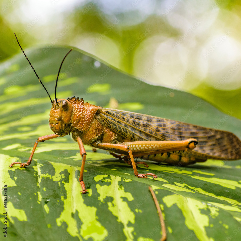 Foto de 4k insect collection, praying mantis, stick insect ...