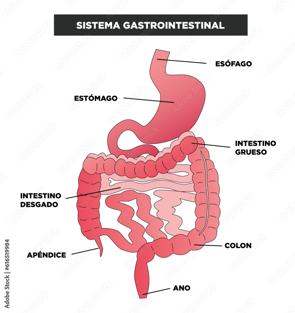 Sistema Gastrointestinal Stock Vector | Adobe Stock