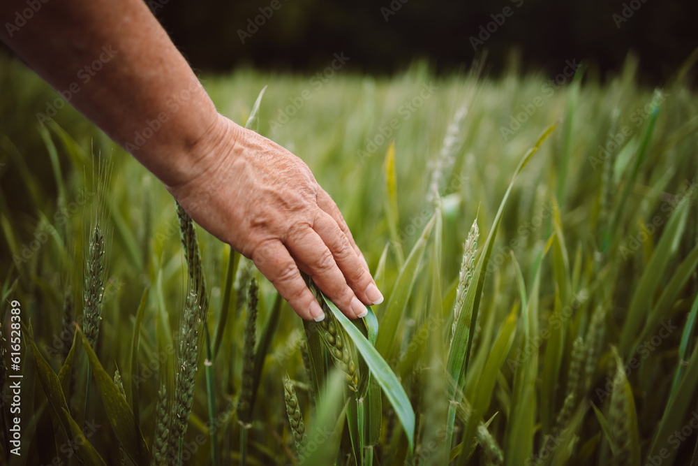 Barley sprouts in a farmer's hand. Woman farmer walks through a wheat ...