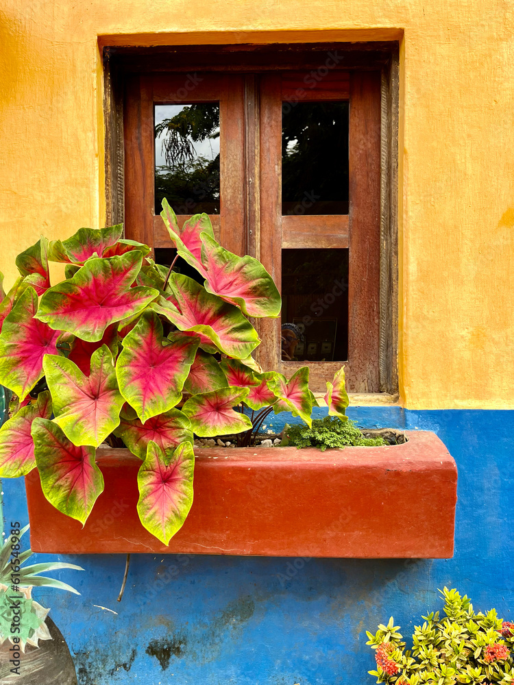 Brazil: a window with a sill adorned with tropical plants in ...