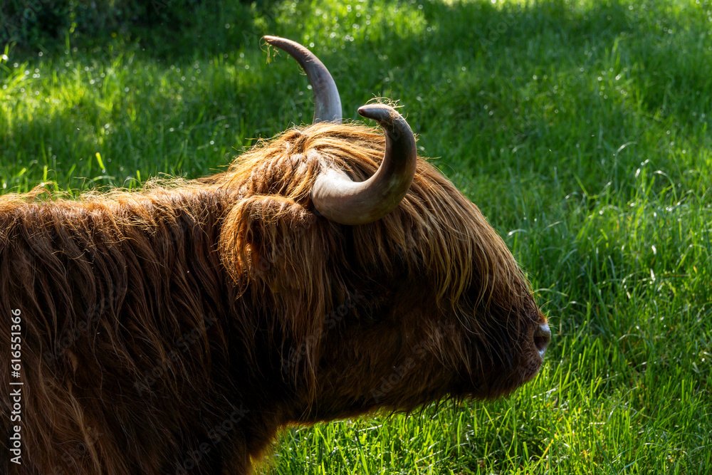 Muzzle of a shaggy bull/cow with large horns. Long-haired bull/cow of ...