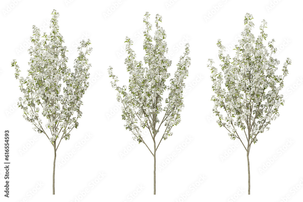 Pyrus calleryana tree on transparent background, png plant, 3d render ...