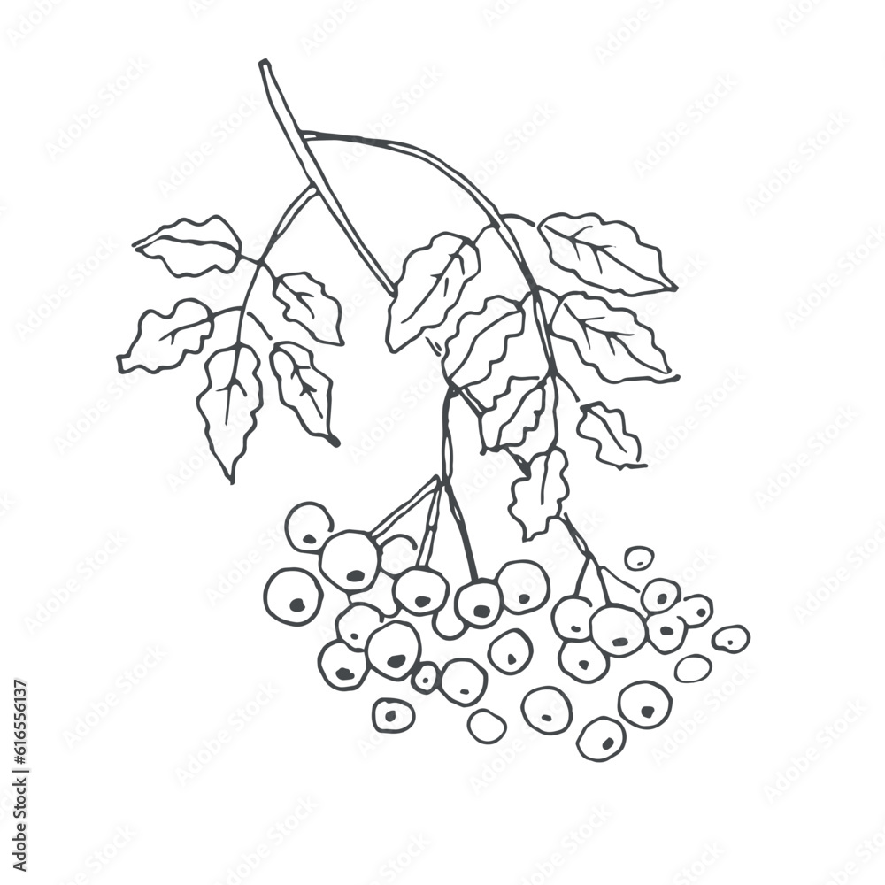 Rowan tree branch vector illustration with rowan berries hand drawn on ...