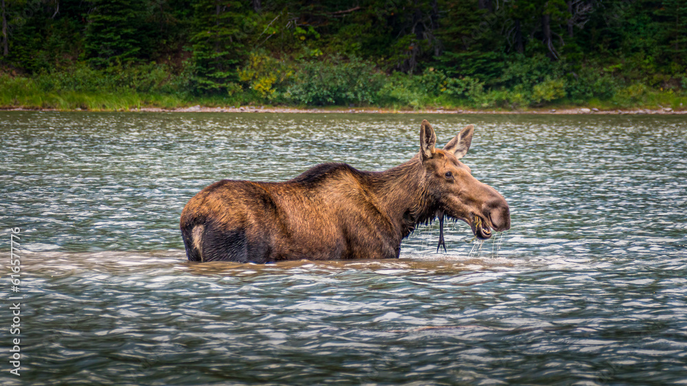 Moose Cow eating Aquatic Plants at the bottom of Fishercap Lake in the ...