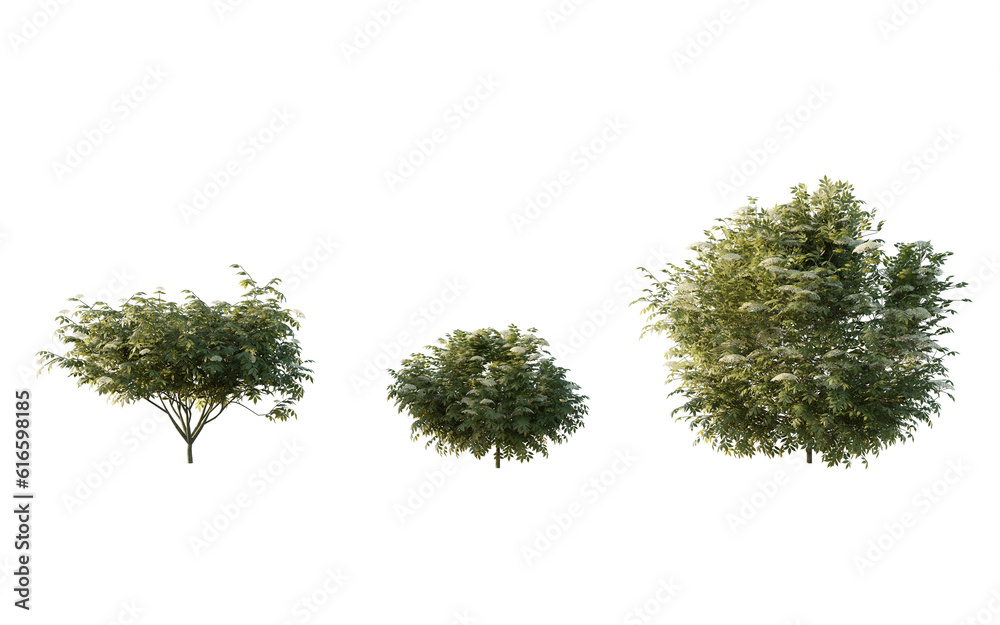 isolated shrub bushes in 3 variation, best use for landscape design ...
