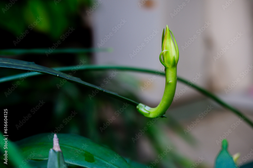 Wijaya Kusuma Flower Buds, Popularly known as the Queen of the Night ...