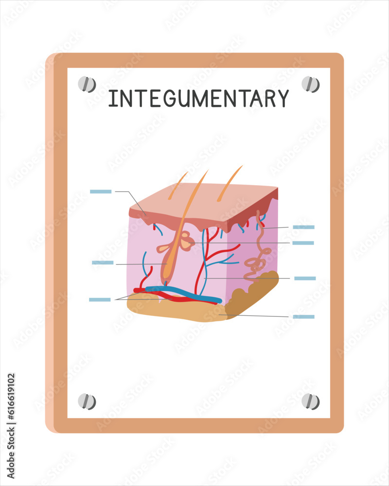 Human integumentary system poster clipart cartoon style, vector design ...