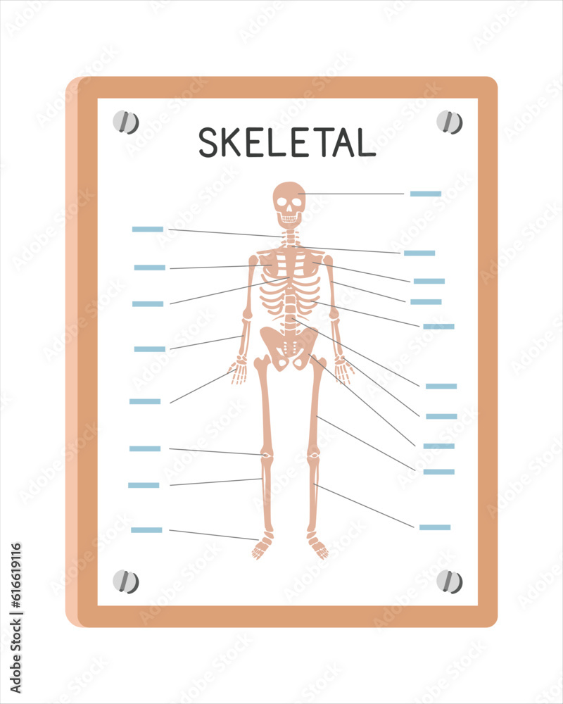 Human skeletal system poster clipart cartoon style, vector design. Use ...