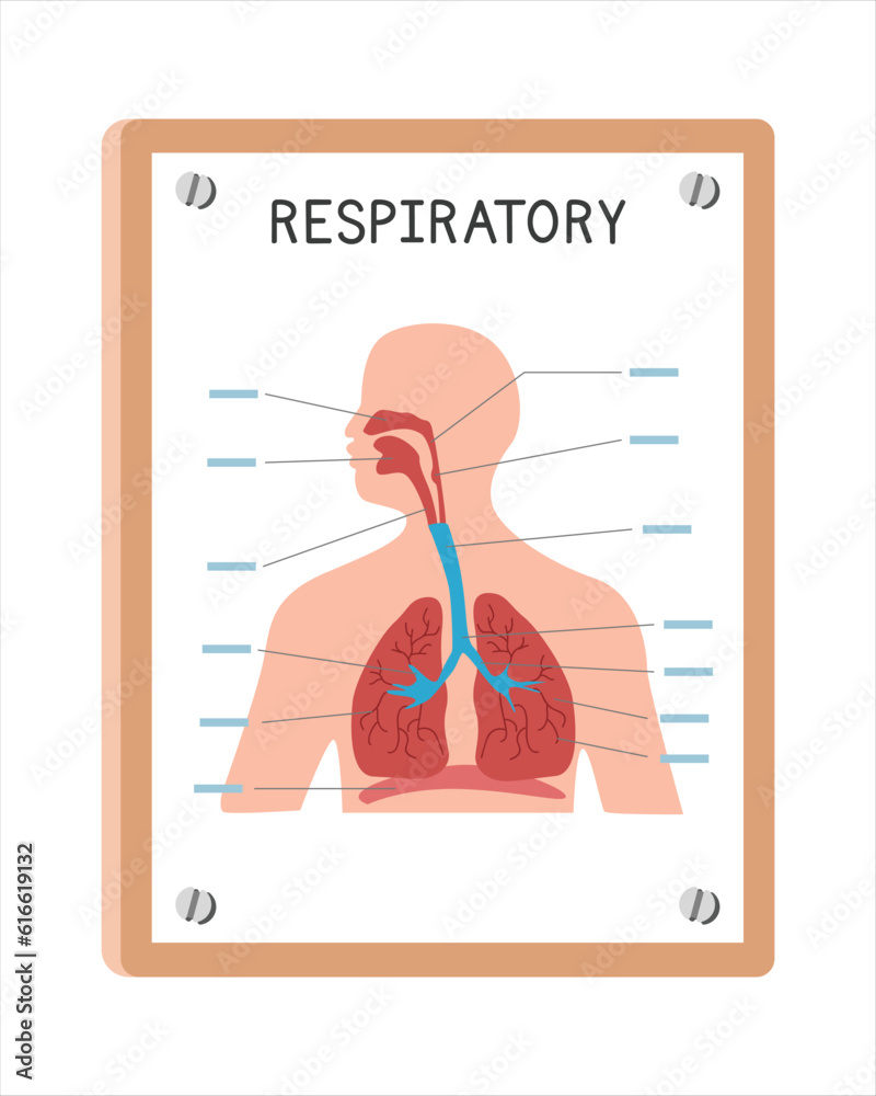Human respiratory system poster clipart cartoon style, vector design ...