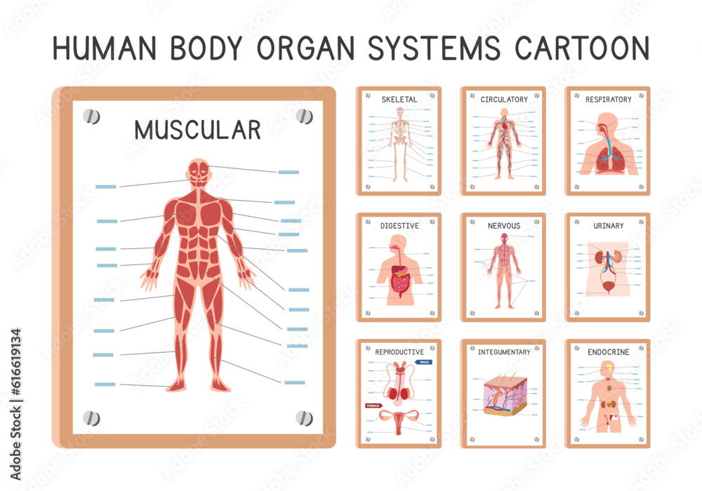 Human organ systems diagram poster clipart cartoon style vector set ...