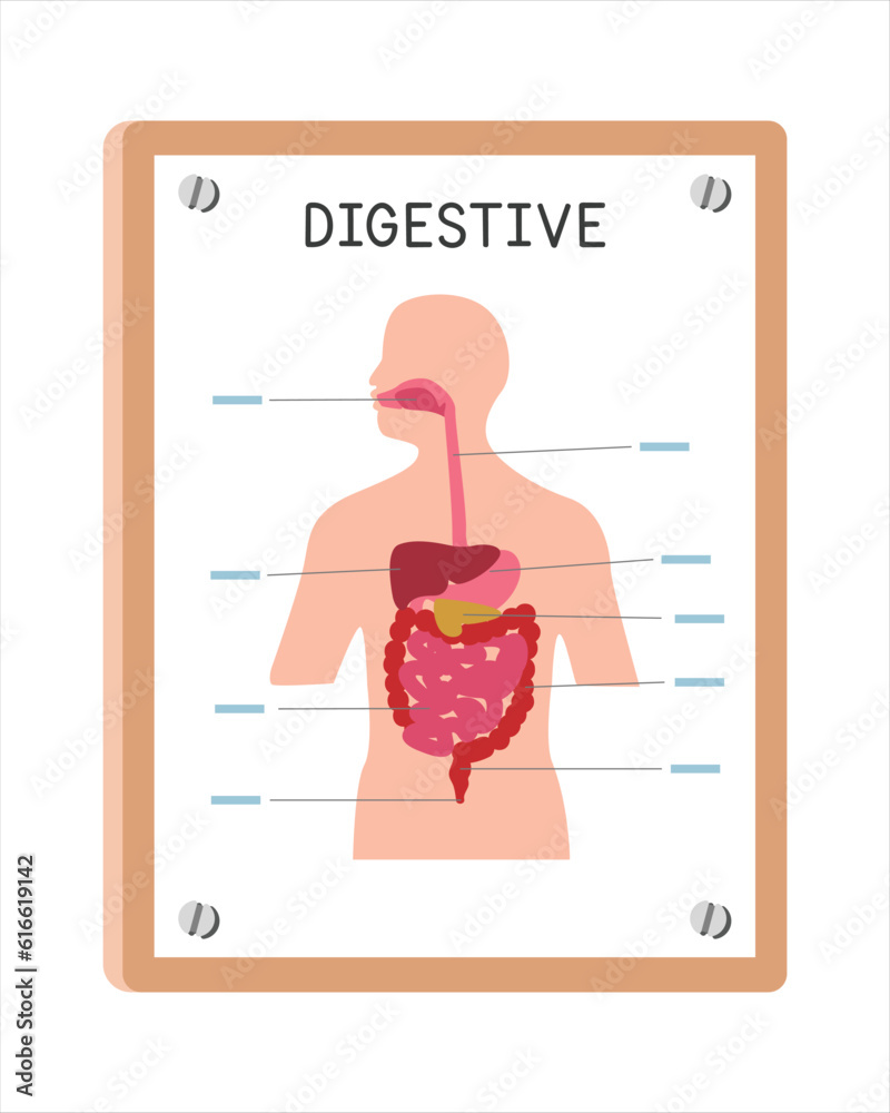 Human digestive system poster clipart cartoon style, vector design. Use ...